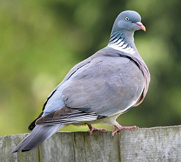 ptice - Hrvatska enciklopedija